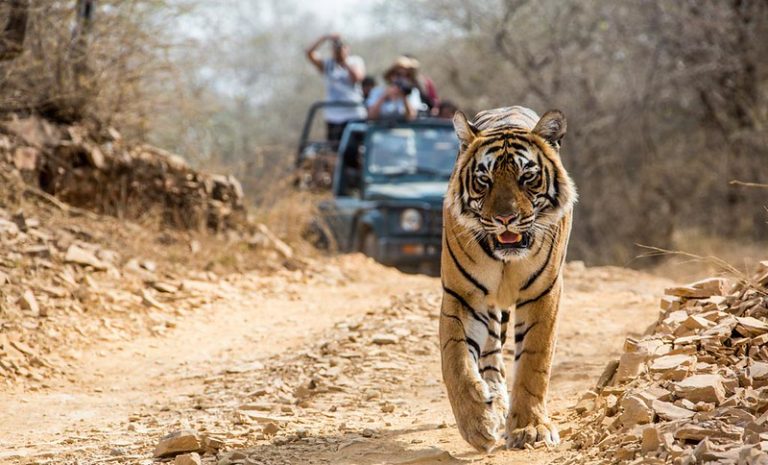 Safari In Ranthambore National Park - An Ultimate Guide